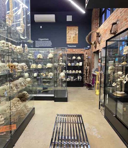 new york skeleton museum ftr