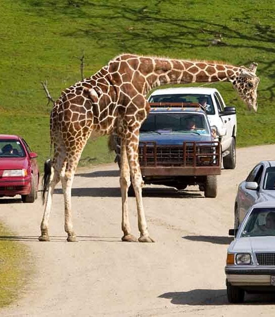 oregon wild animal park ftr