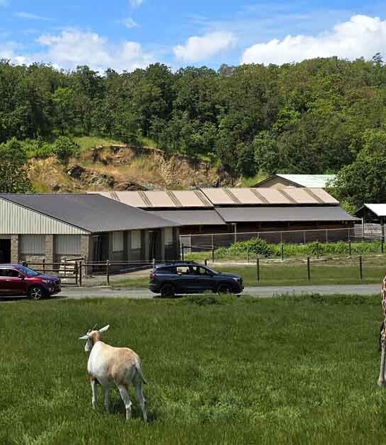 oregon wildlife safari africa ftr