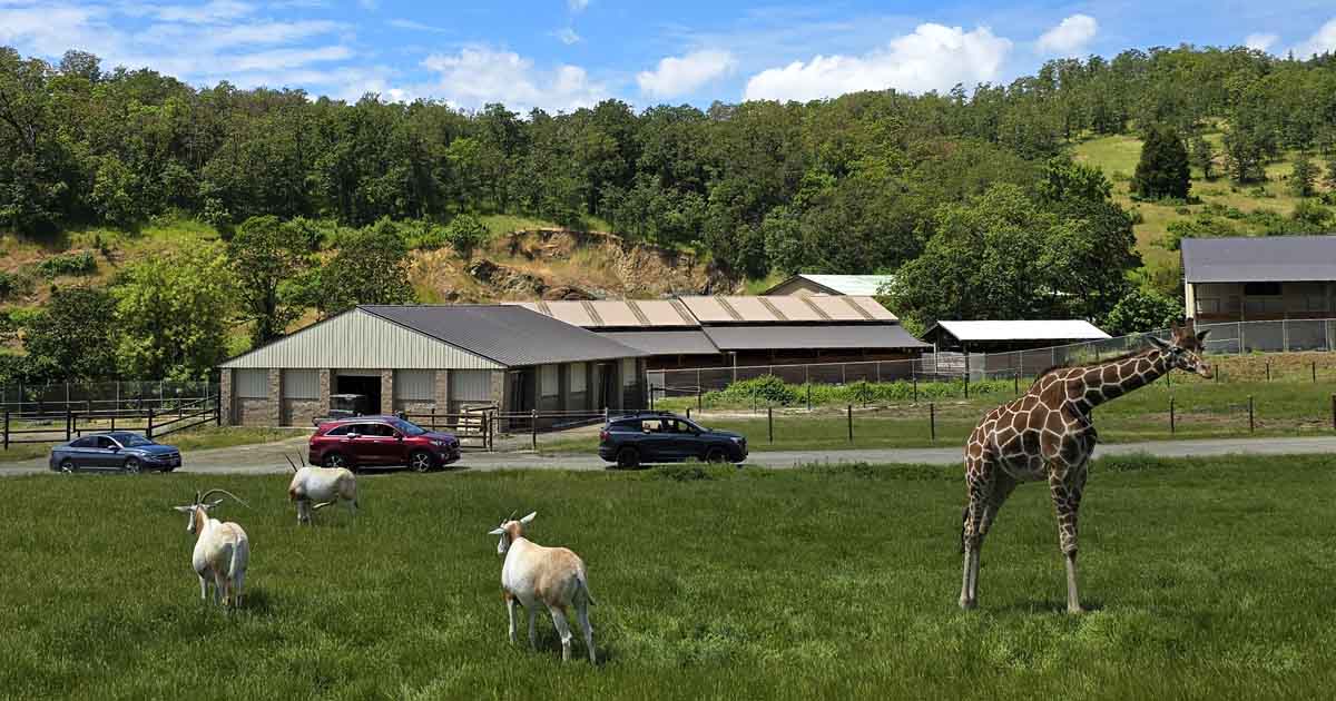 This Drive-Thru Safari In Oregon Will Transport You Straight To Africa