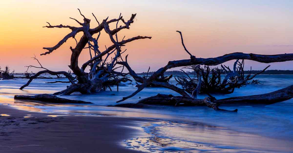 This Otherworldly Beach In Florida Is Like Walking Through A Graveyard ...