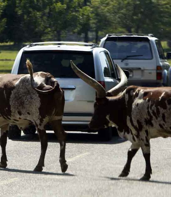 park new jersey safari ftr