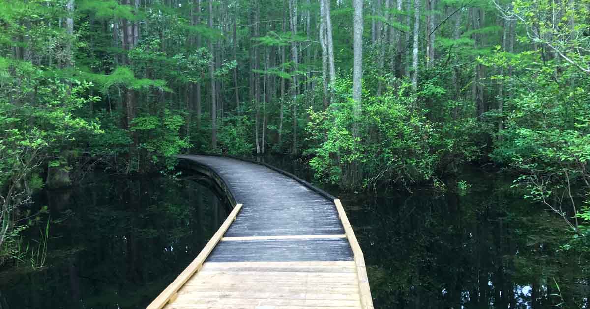 This Picturesque State Park In South Carolina Is So Hidden…It’s Almost ...