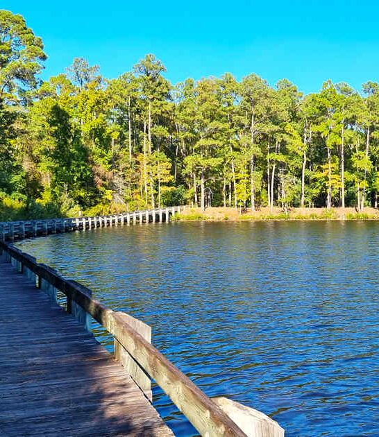 park south carolina postcard ftr