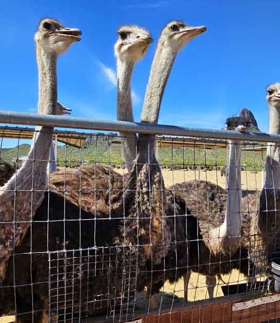 quirky arizona ranch blast ftr