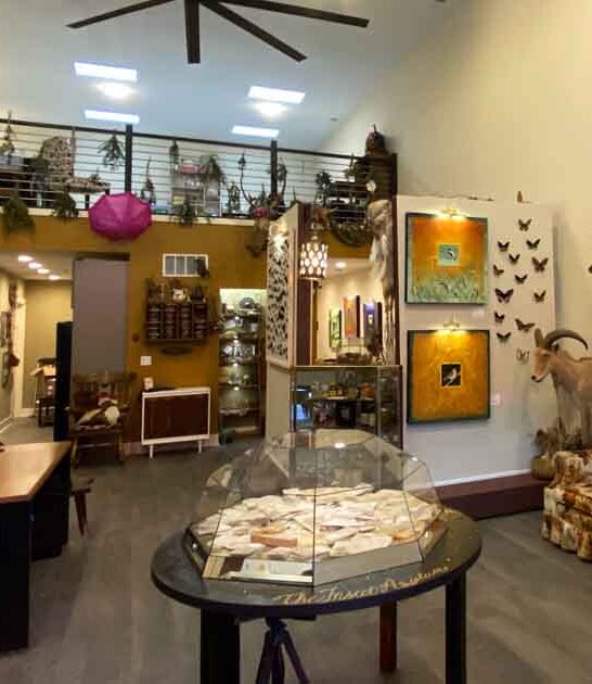 quirky insect museum illinois ftr