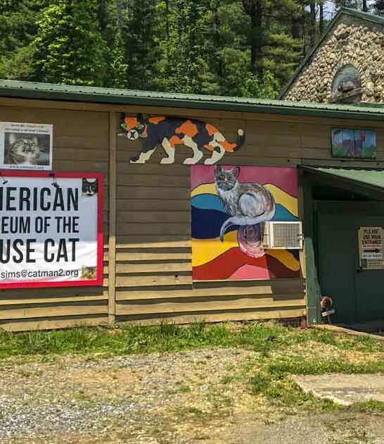 quirky north carolina museum ftr