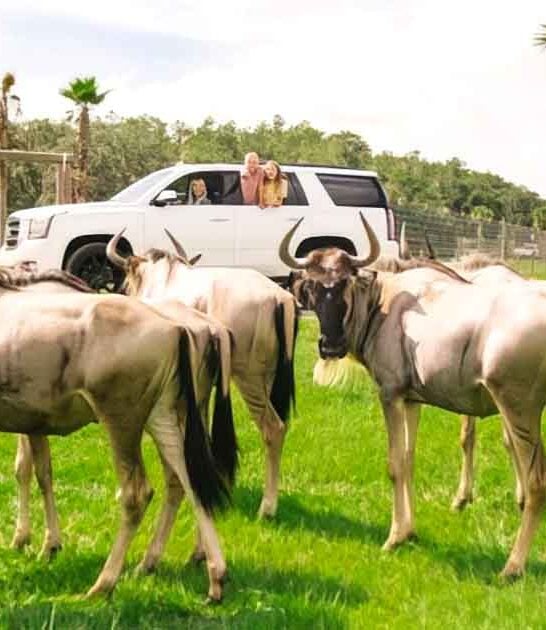 safari epic drive florida ftr