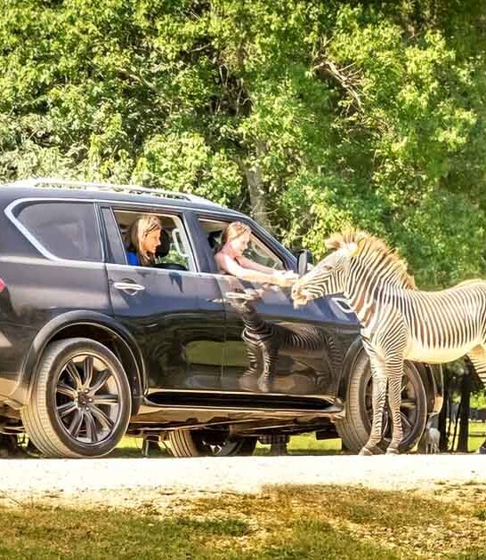 safari park alabama adventure ftr