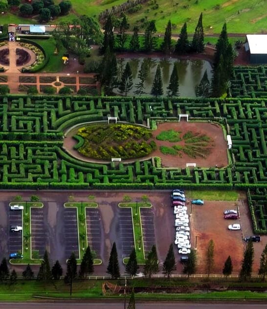 secret pineapple maze hawaii ftr