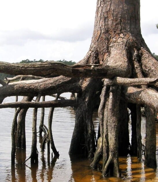 state parks north carolina ftr