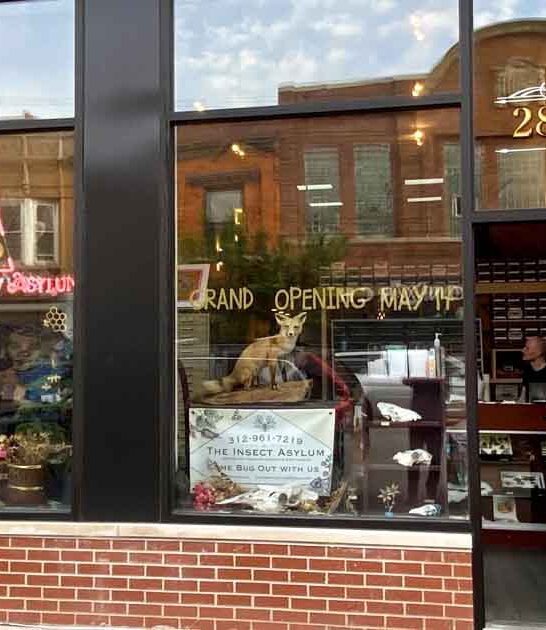 strangest little museum illinois ftr