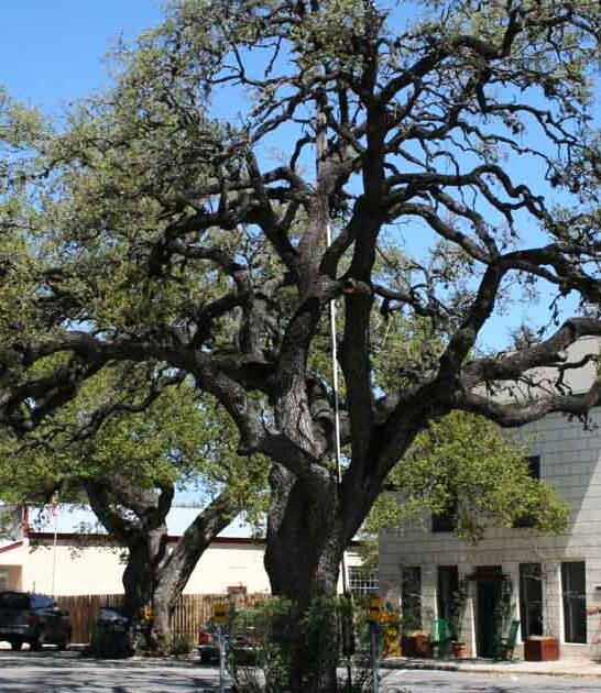 texas town perfect lovely ftr