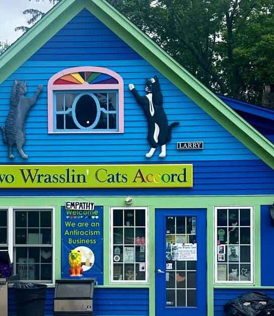 underrated cat cafe connecticut ftr
