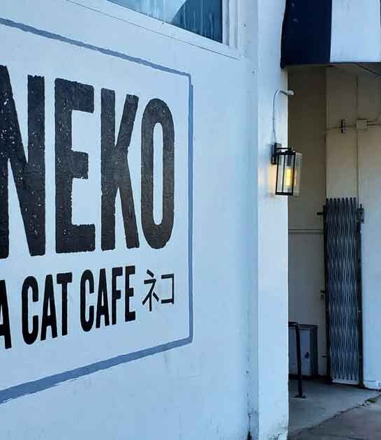 underrated cat cafe washington ftr