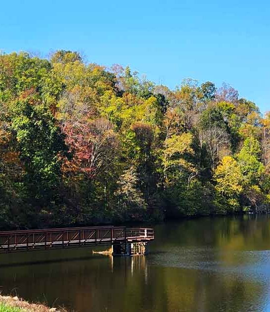 untouched forest ohio lake ftr