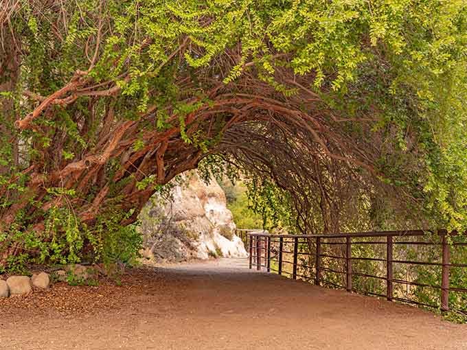 That mesquite tunnel isn't just Instagram bait, it's nature showing off her architectural degree with honors.