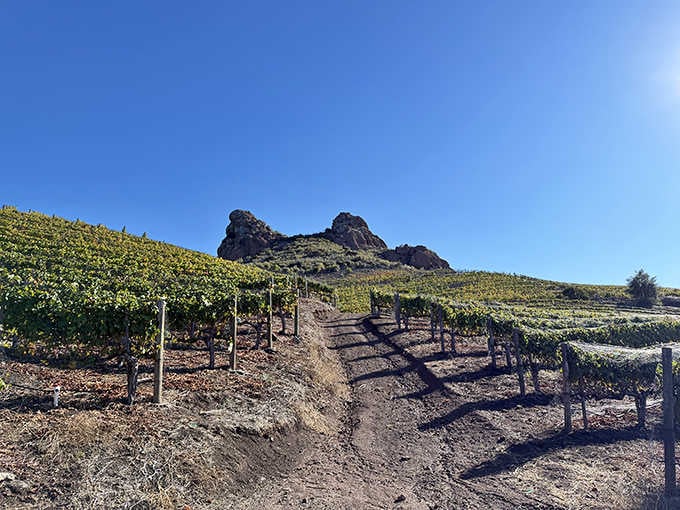 Those dramatic peaks rising behind the vines look like nature's own cathedral for wine worship.