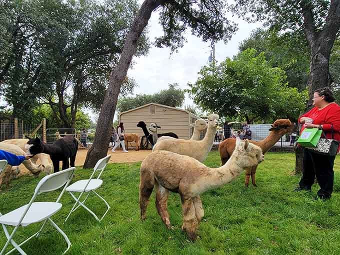 The alpacas roam freely like they own the place, which technically they do, and nobody's arguing that point.