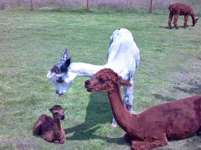 The alpacas at Sawdust Hill come in beautiful colors and love relaxing together in their peaceful pasture home.