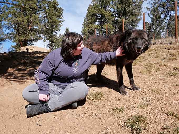 Meeting a wolf face-to-face is like shaking hands with wilderness itself, only furrier and more memorable.