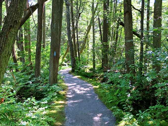 Those towering trees aren't just scenery, they're your personal cathedral with a canopy roof and zero collection plate.