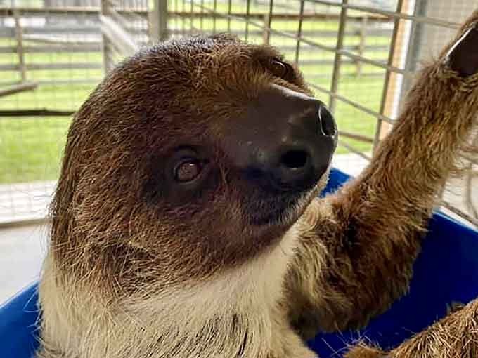 That face says "I've mastered the art of living, and you're about to learn my secrets."