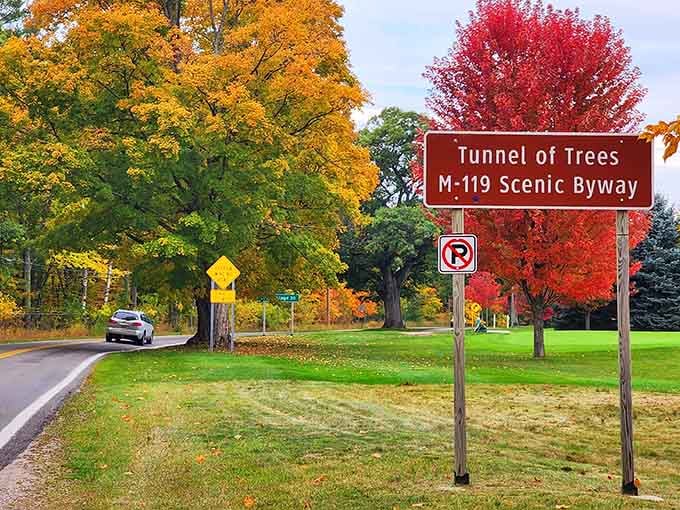 When the trees decide to show off, they really commit to the performance.