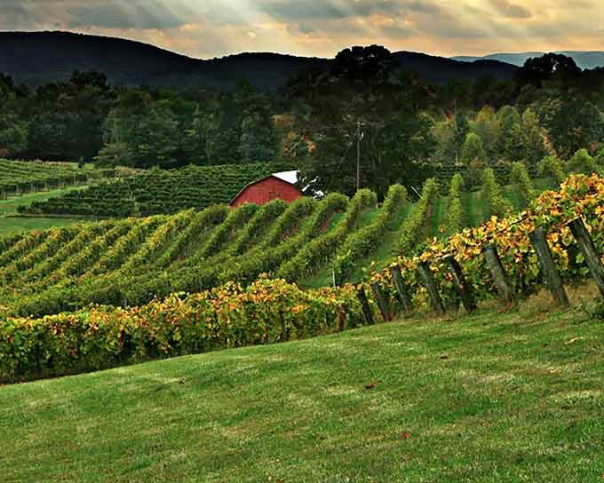 Those rolling vineyard rows could fool any Italian nonna into thinking she's back in Tuscany.