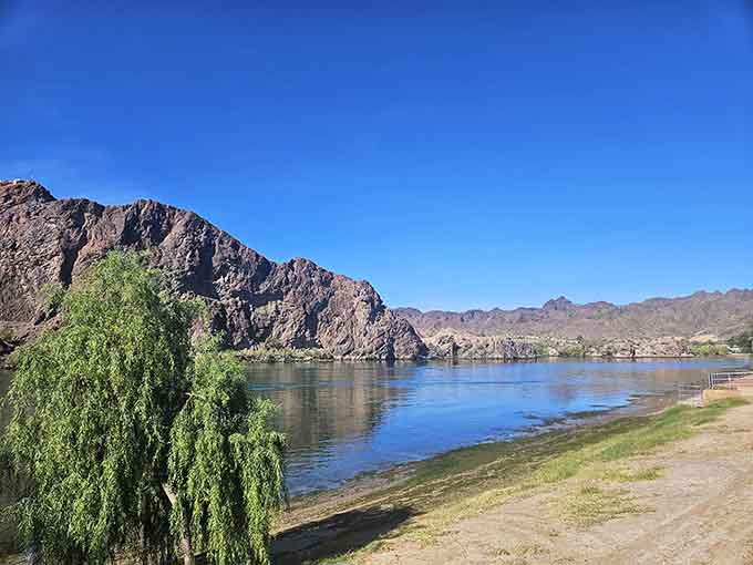 That weeping willow framing crystal-blue water and rugged mountains proves Arizona has more tricks up its sleeve than cacti.