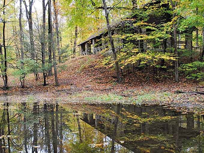 Nature's architecture at its finest, where fall leaves carpet the ground like confetti after the world's best party.