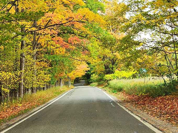 When the trees decide to show off, they really commit to the performance.