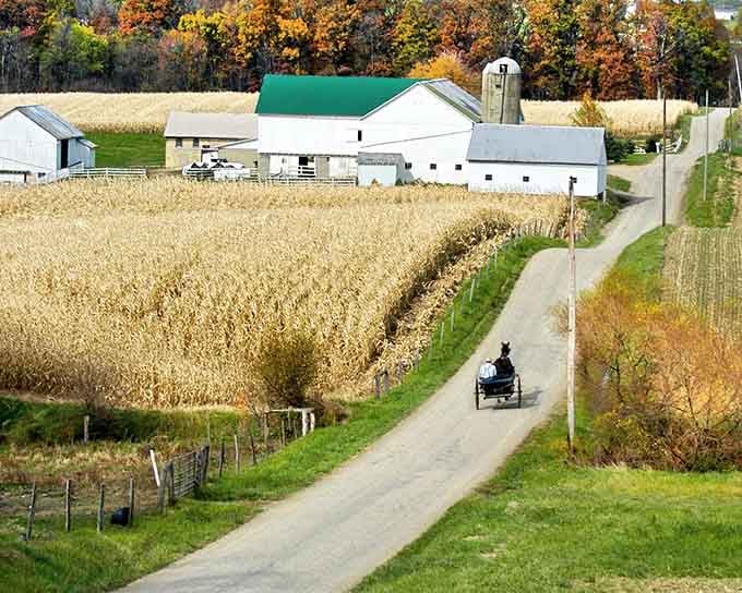 A lone buggy rolls past golden harvest fields, proving that the slow lane sometimes offers the better view of life.