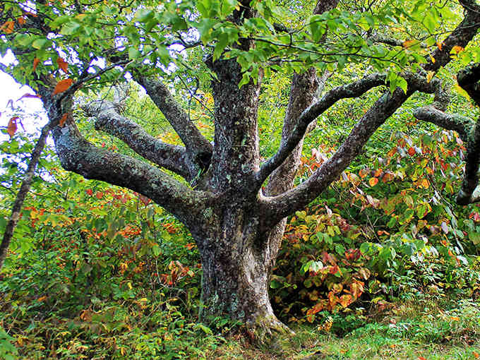 When tree branches twist like nature's own abstract sculpture, you know you've found something special.