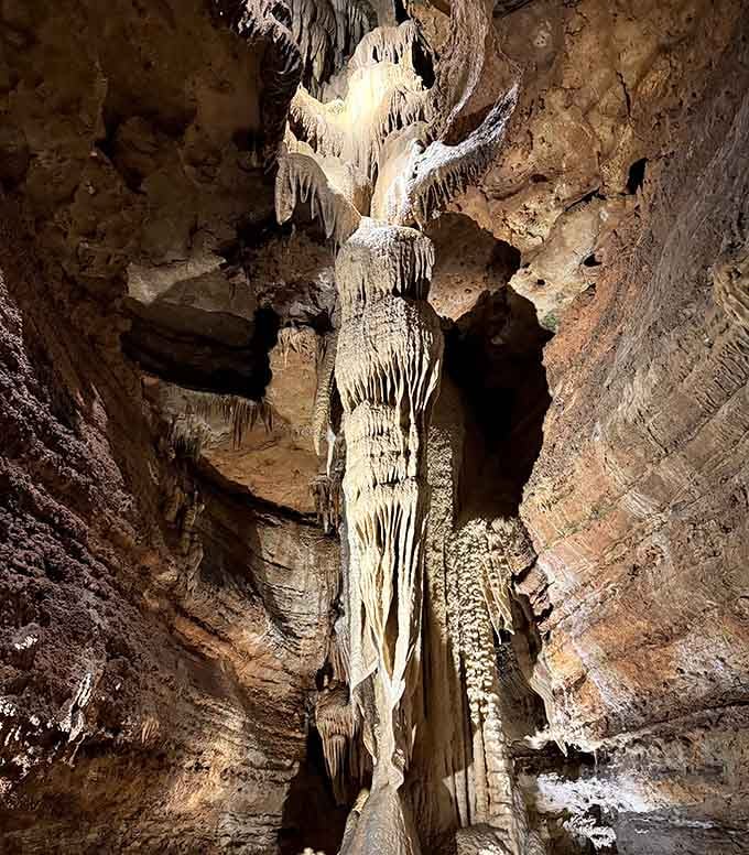 Nature's skyscraper reaches toward the ceiling, proving patience creates masterpieces humans can only dream about.