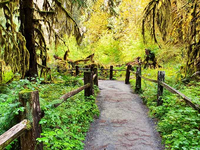 Those wooden railings aren't keeping you out, they're keeping this fairytale forest from spilling into reality.