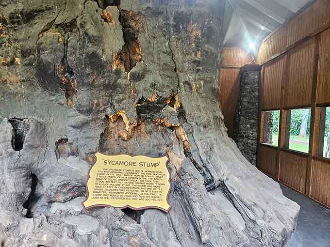 When a tree stump needs its own building, you know you're dealing with something truly extraordinary.