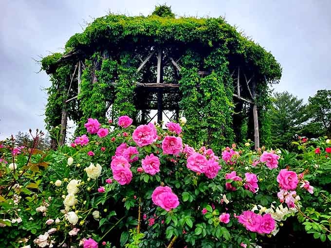 That vine-covered gazebo draped in hot pink roses looks like Mother Nature decided to audition for a romantic comedy.