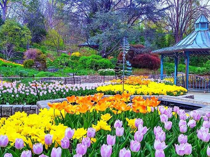 These tulips didn't just bloom, they staged a full-scale takeover of spring with daffodils as their backup dancers.