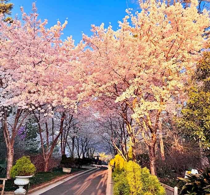 Cherry blossoms create a pink canopy that would make any movie set designer weep with envy.