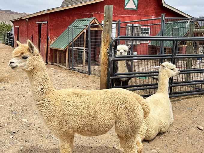 These fluffy philosophers have mastered the art of looking simultaneously adorable and slightly judgmental about your life choices.