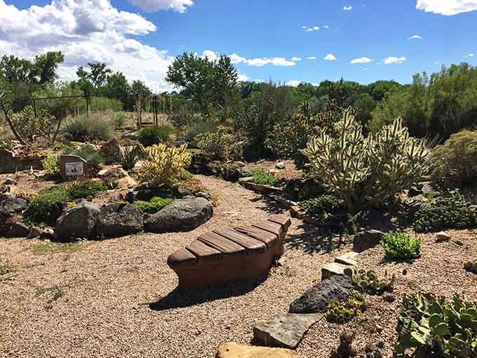 Desert beauty meets thoughtful design in this cactus garden where every prickly resident earns its spotlight.