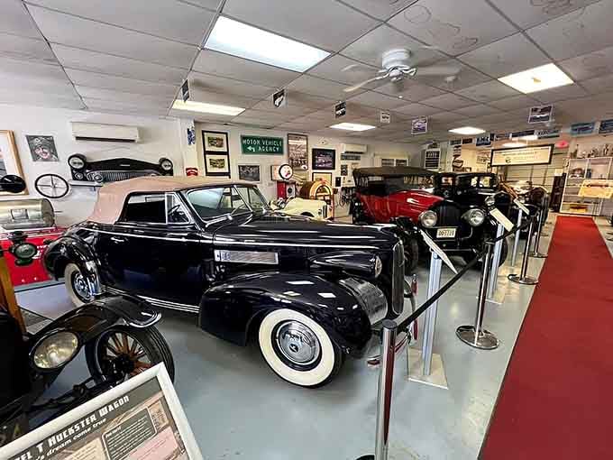 Classic automobiles lined up like Hollywood stars at a premiere, each one demanding your attention and admiration.