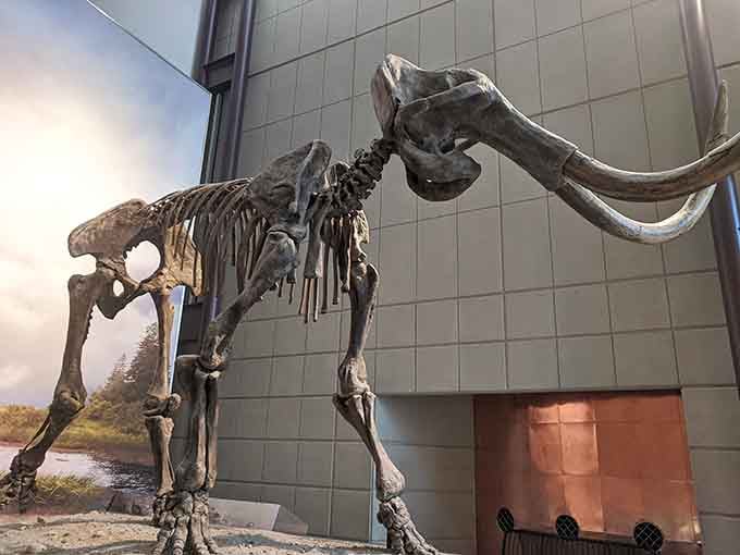 Standing beneath this massive mastodon skeleton makes you grateful these gentle giants aren't around for rush hour traffic anymore.