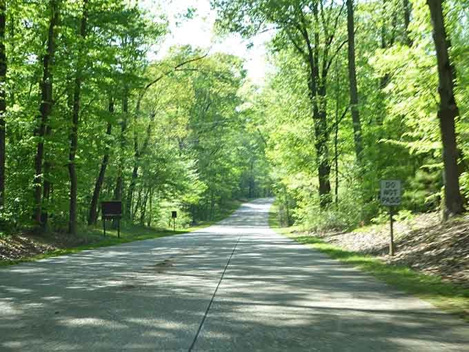 When the trees form a cathedral and suddenly your commute feels like a pilgrimage.