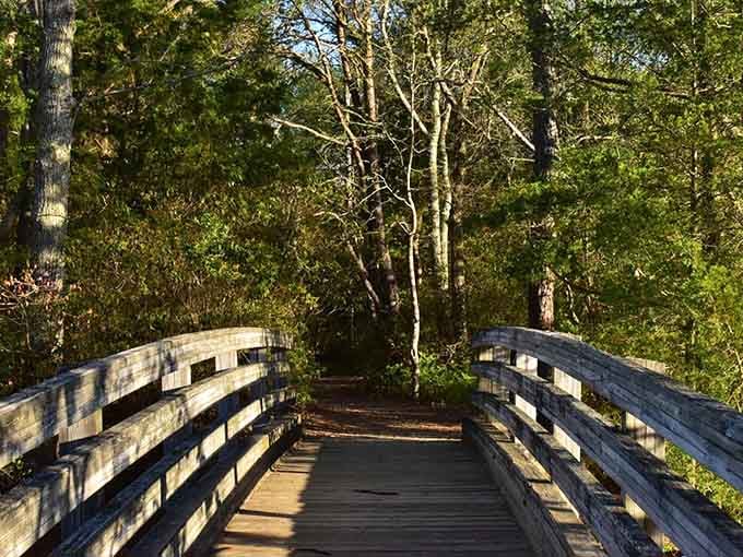 A wooden boardwalk beckons into sun-dappled forest&mdash;where nature's path meets peaceful wandering and birch trees whisper welcome.