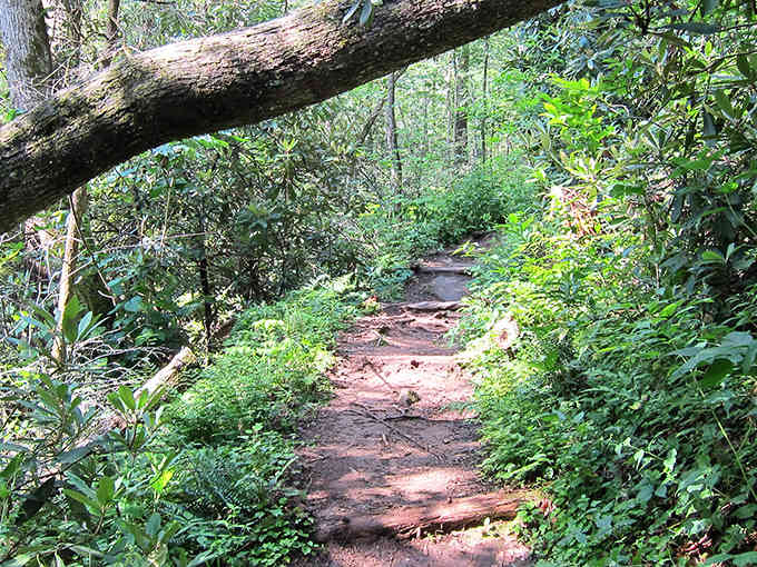 When a forest path winds beneath towering branches, you know something peaceful and unforgettable lies ahead.