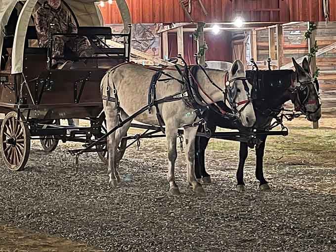 Those horses aren't just for show; they're ready to pull you straight into frontier times, harnesses and all.