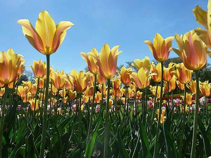 Yellow and coral tulips reaching skyward like they're auditioning for a botanical Broadway show.