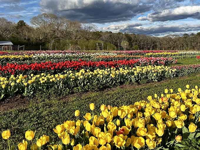 Rows of tulips creating a rainbow you can actually walk through, proving Georgia does spring better than you ever imagined.